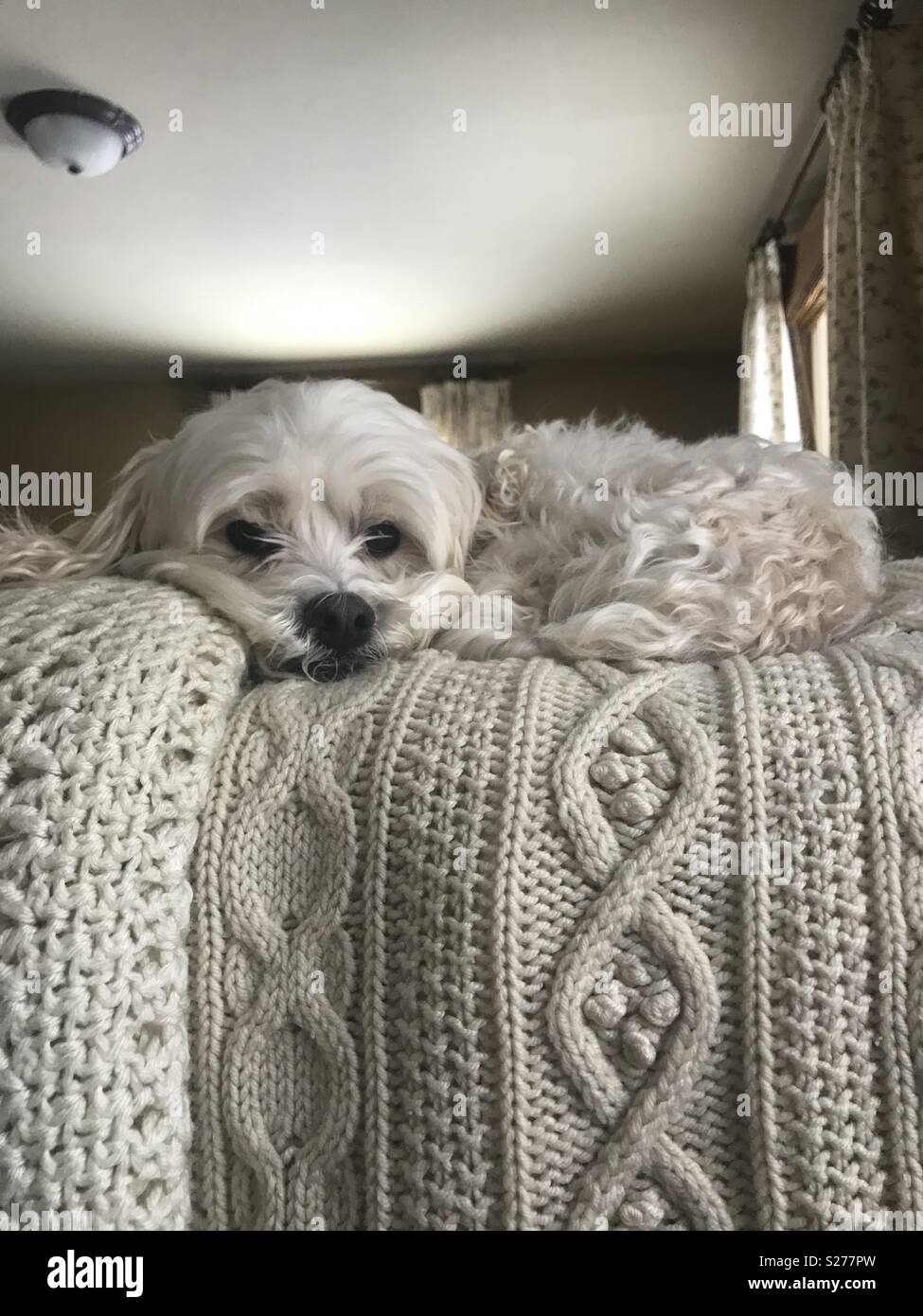 Comfy puppy hi-res stock photography and images - Alamy