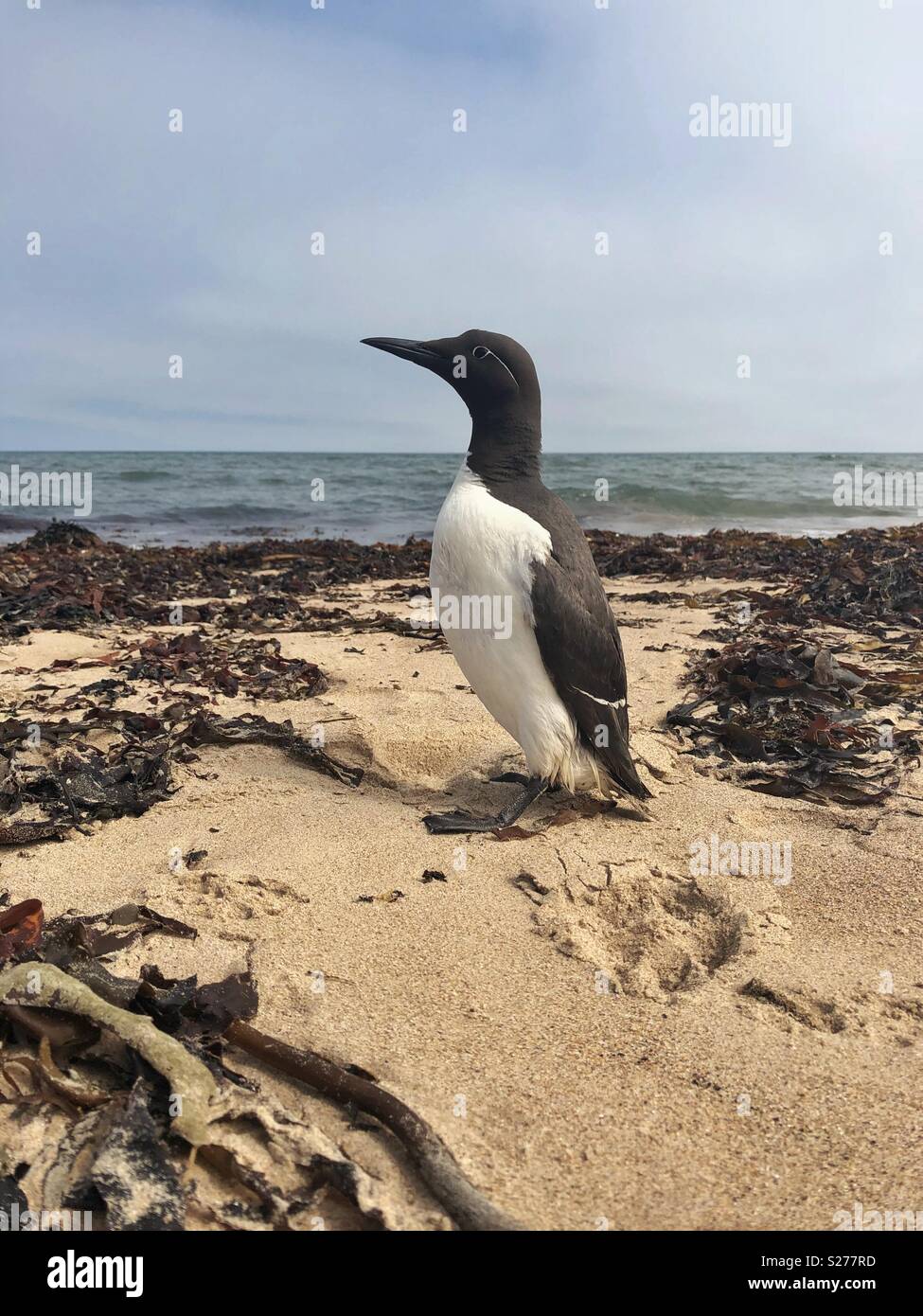 Common seaside bird hi-res stock photography and images - Alamy