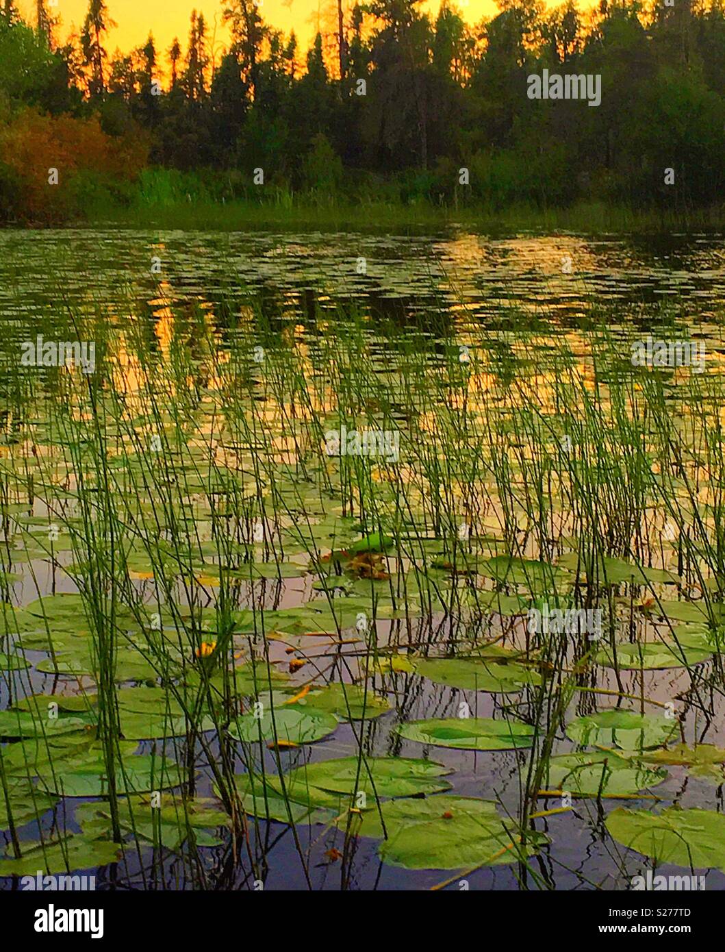 Lily pads with green reeds hi-res stock photography and images - Alamy