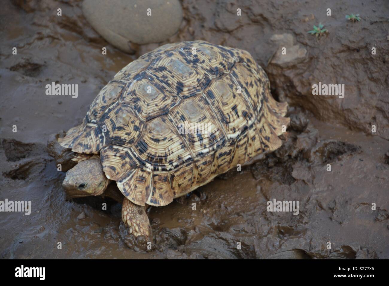Leopard tortoise in the mud in South Africa Stock Photo - Alamy