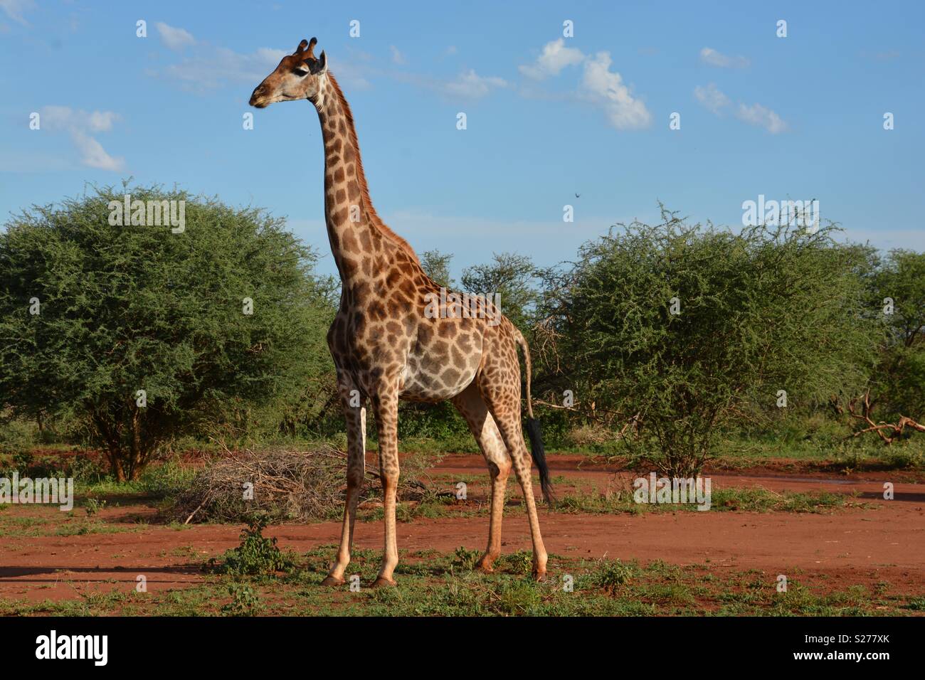 Regal animals hi-res stock photography and images - Alamy