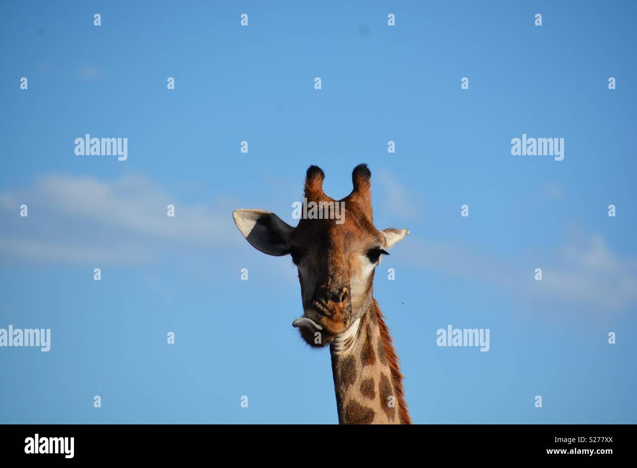 Goofy giraffe hi-res stock photography and images - Alamy