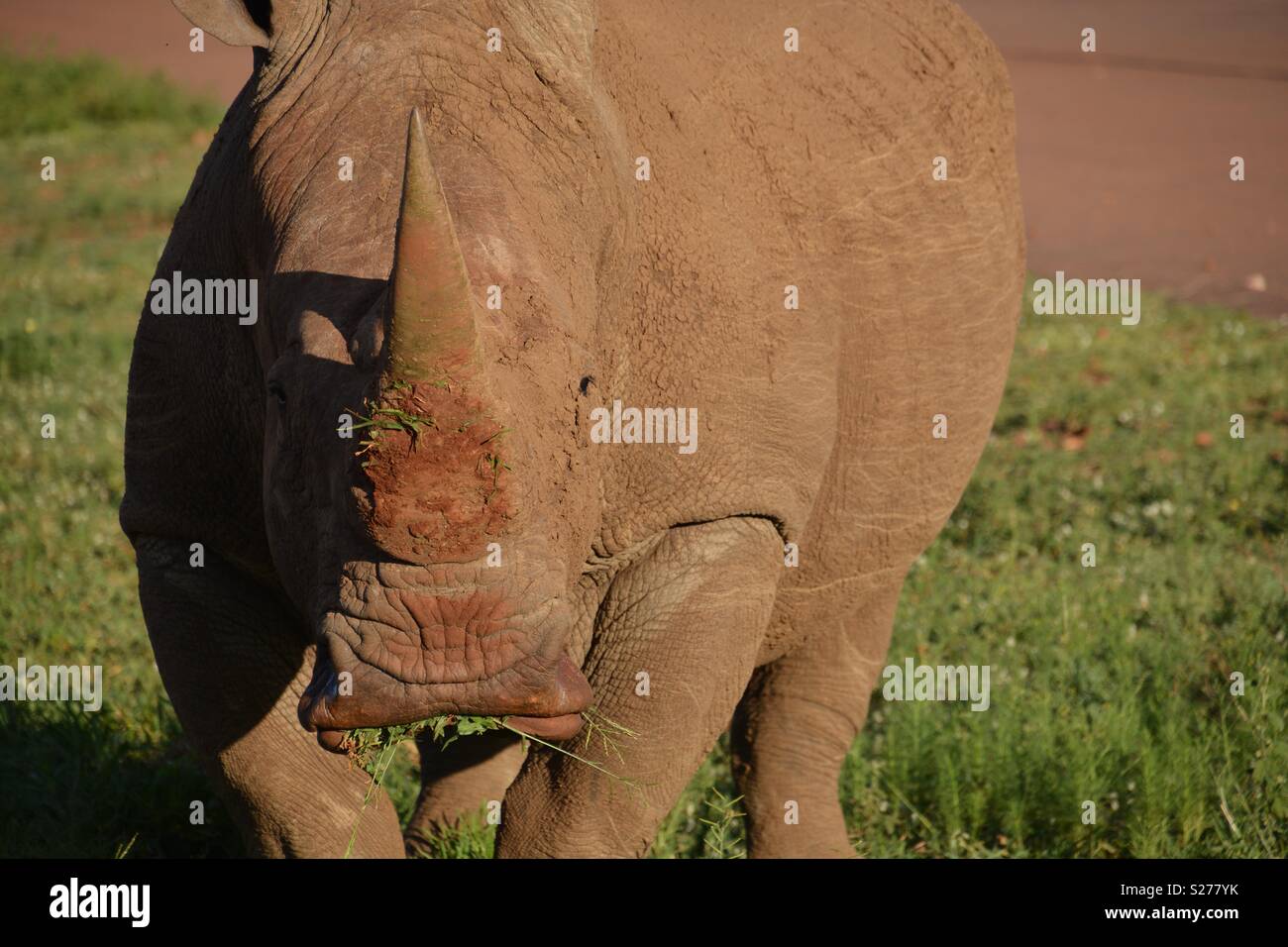 Rhinoceros animals hi-res stock photography and images - Alamy