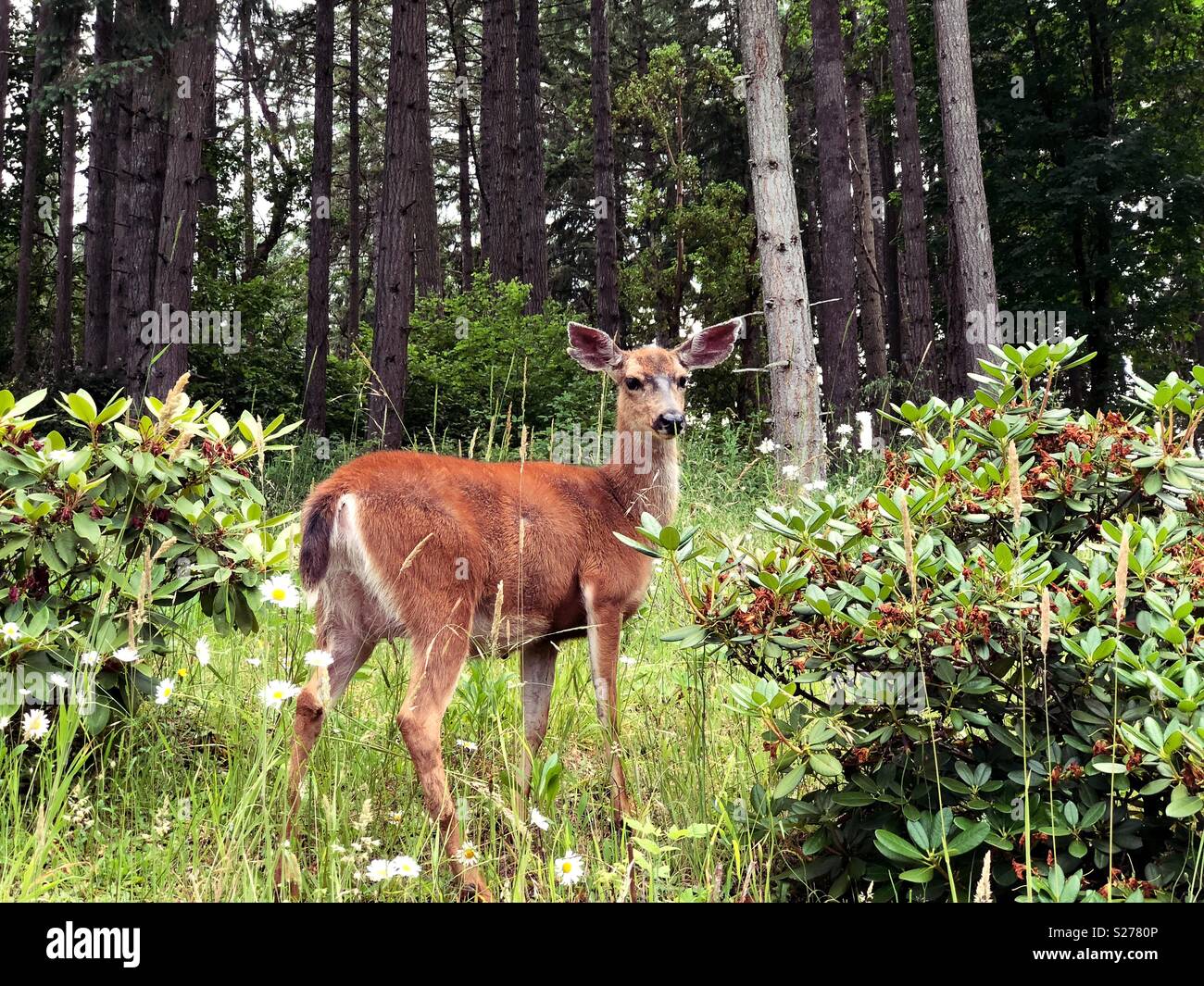 A young doe in a meadow near a forest, close up Stock Photo - Alamy