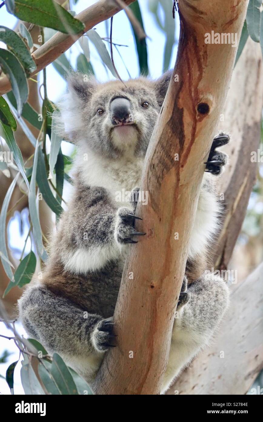 Koalas great ocean road australia hi-res stock photography and images ...