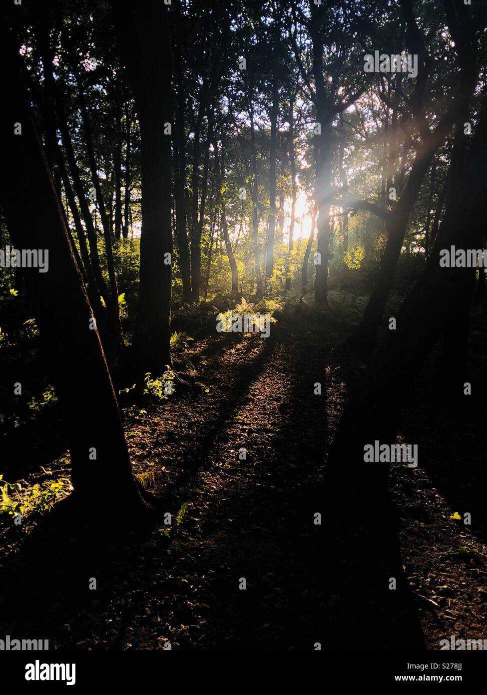 Enchanted forest landscape hi-res stock photography and images - Alamy