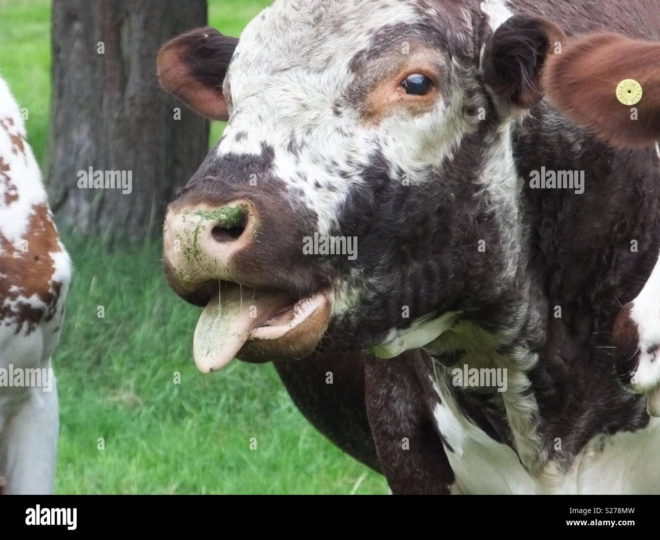 The rare cow hi-res stock photography and images - Alamy