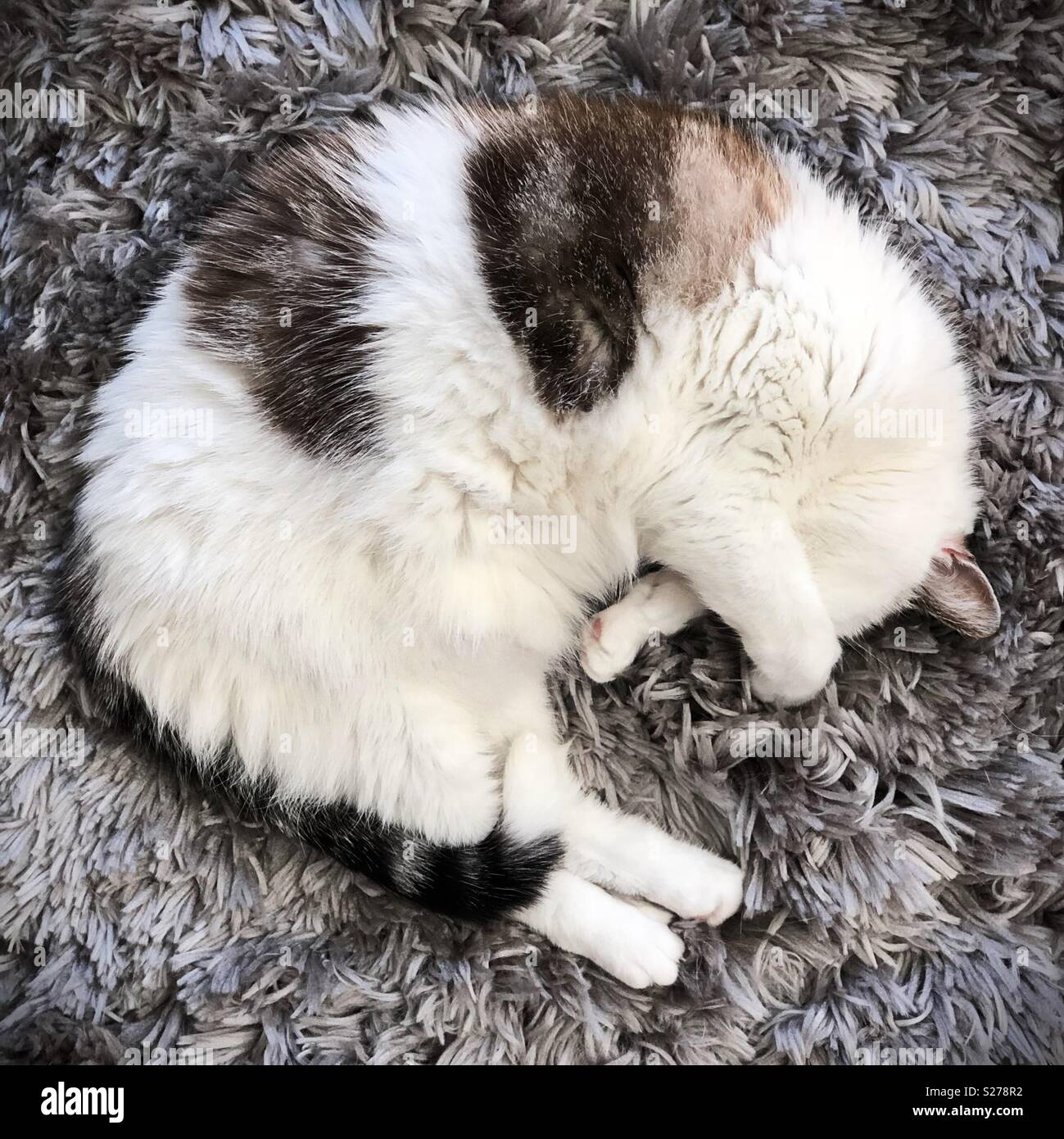 Fur rug hi-res stock photography and images - Alamy