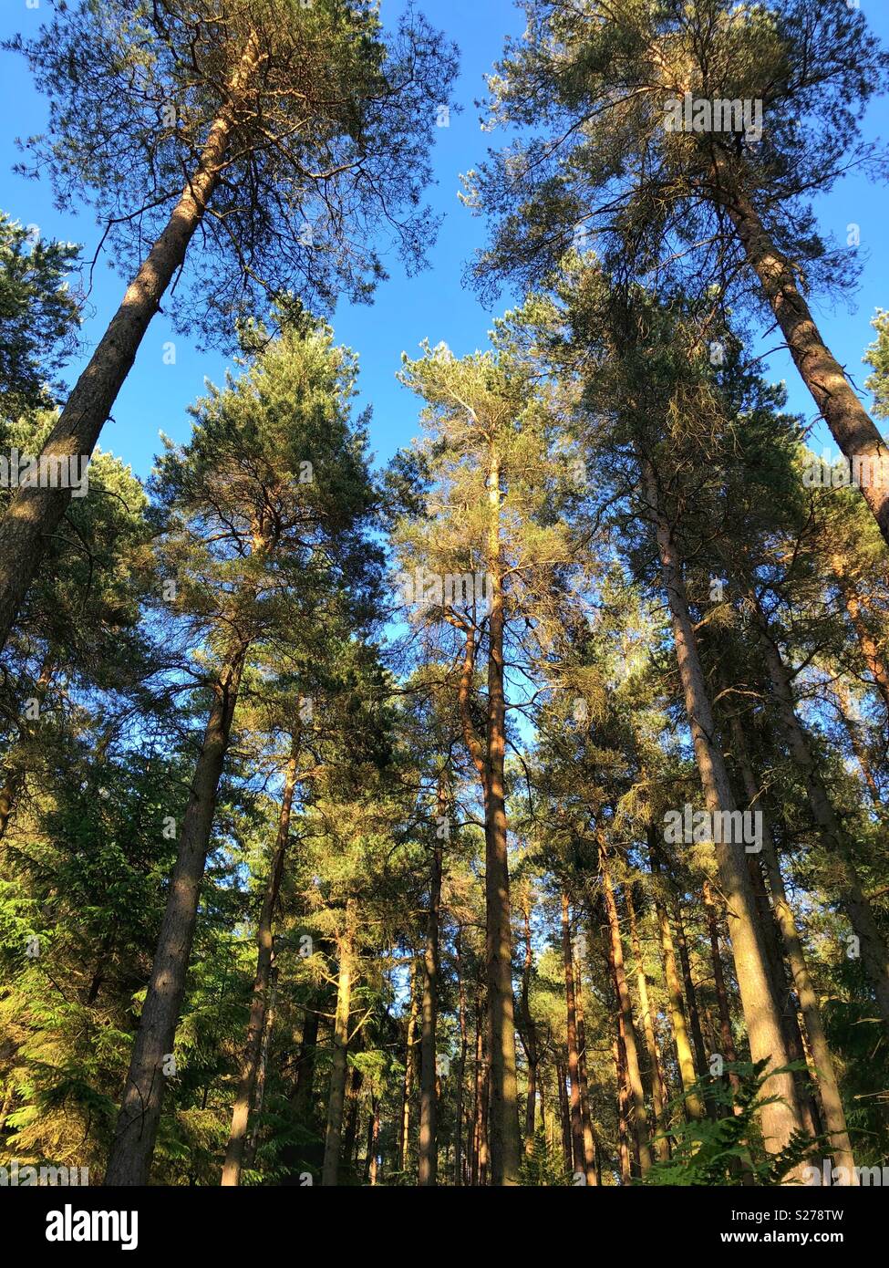 Graceful trees hi-res stock photography and images - Alamy