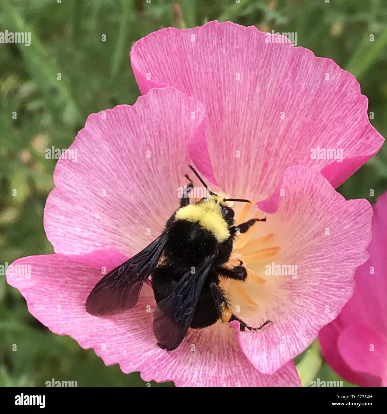 Yellow-faced Bumblebee in red poppy flower Stock Photo - Alamy