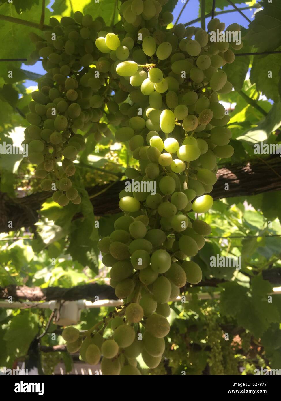 Cypriot grapes hi-res stock photography and images - Alamy
