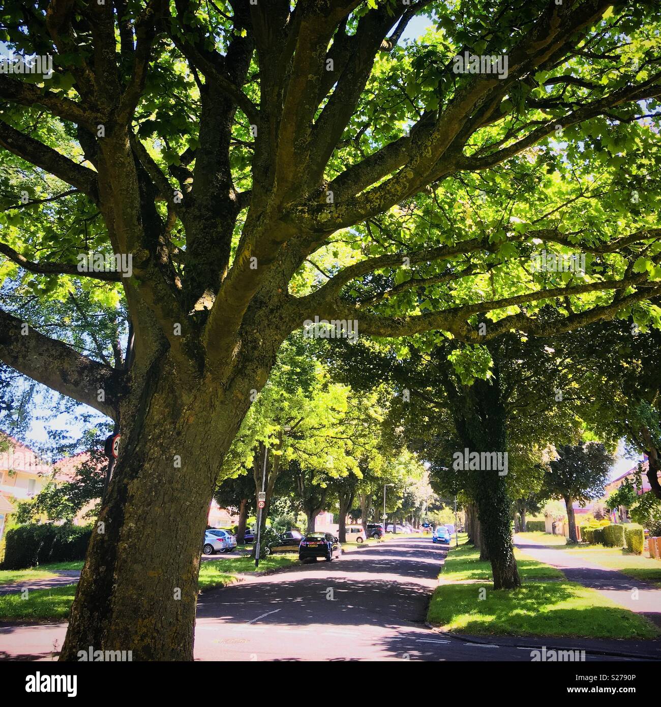 Trees of suburbia Stock Photo - Alamy