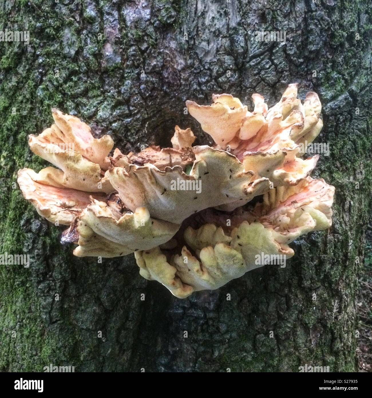 Chicken of the woods fungi laetiporus-sulphureus growing on a oak tree ...