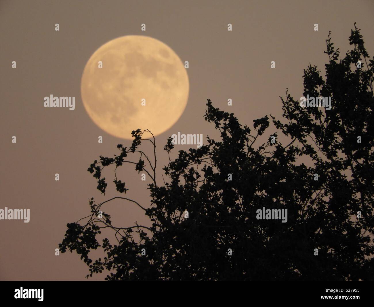 Moon tree silhouette hi-res stock photography and images - Alamy