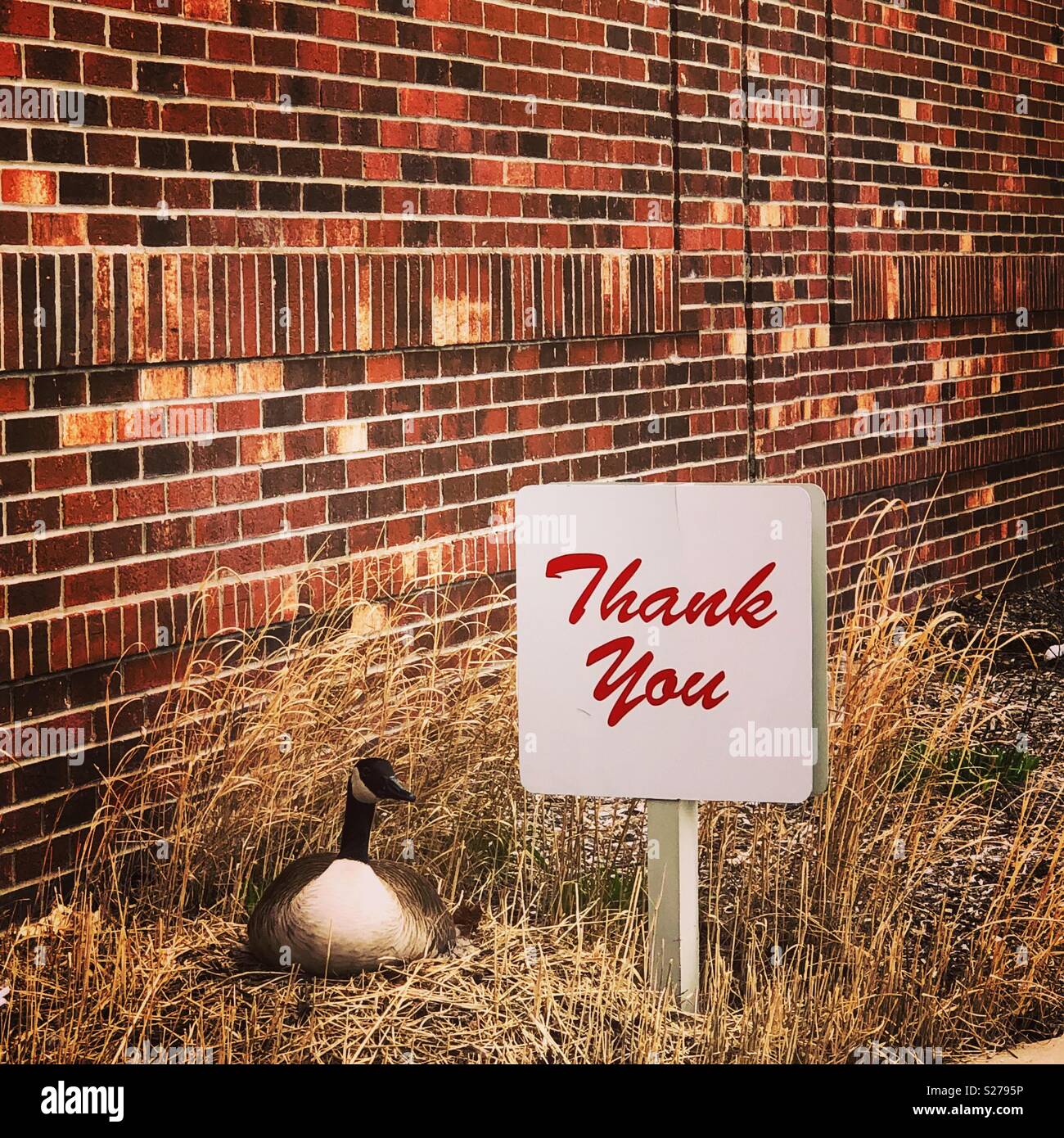 Thank you animals hi-res stock photography and images - Alamy