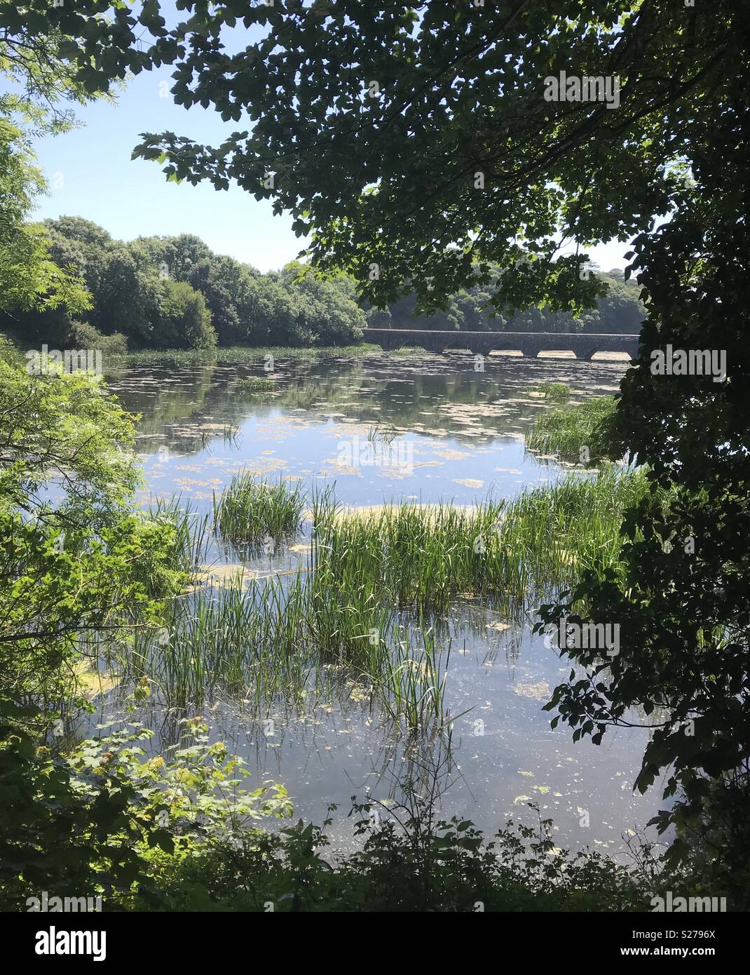 Bosherston Lily Ponds, Pembrokeshire, Wales Stock Photo - Alamy