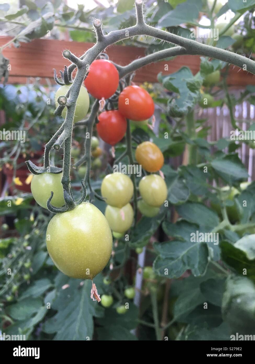 Tomatoes ripening on a vine hi-res stock photography and images - Alamy