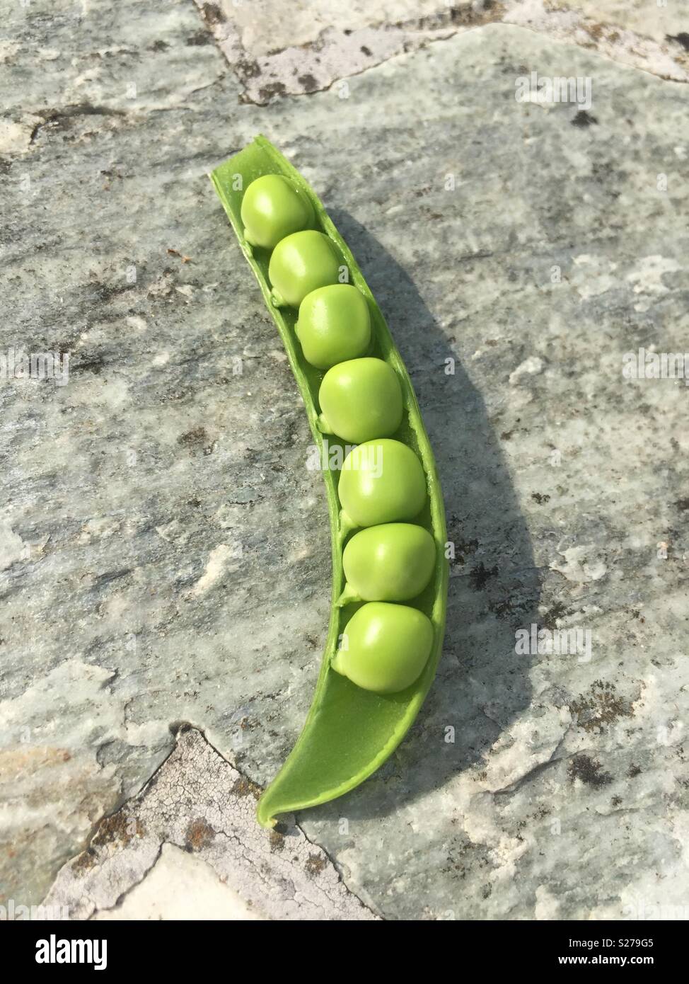 Podding peas hi-res stock photography and images - Alamy