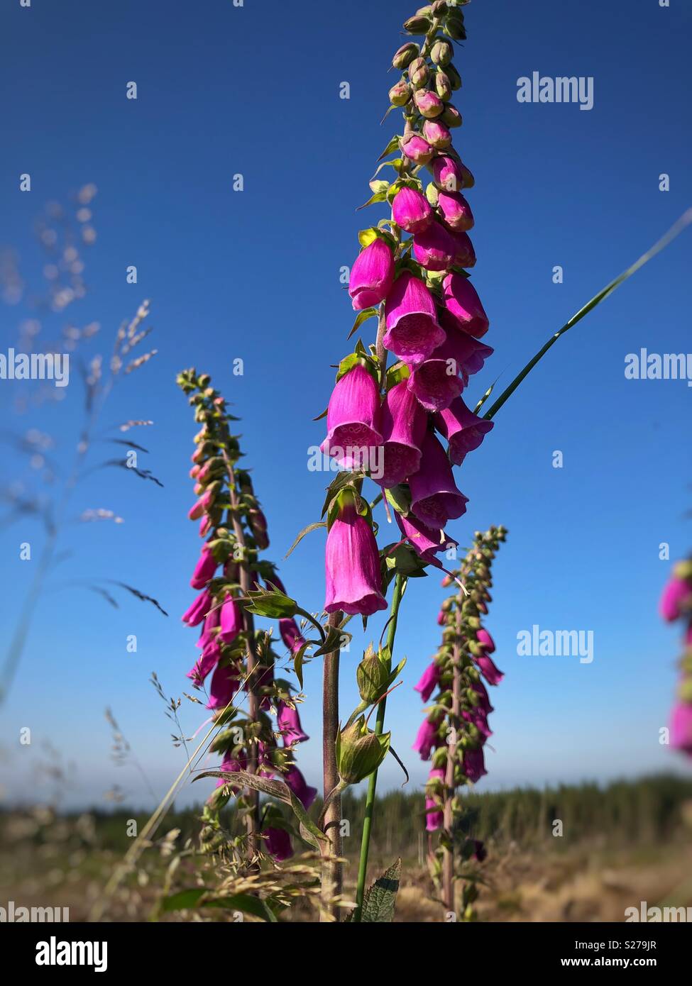 Foxglove with flowers hi-res stock photography and images - Alamy