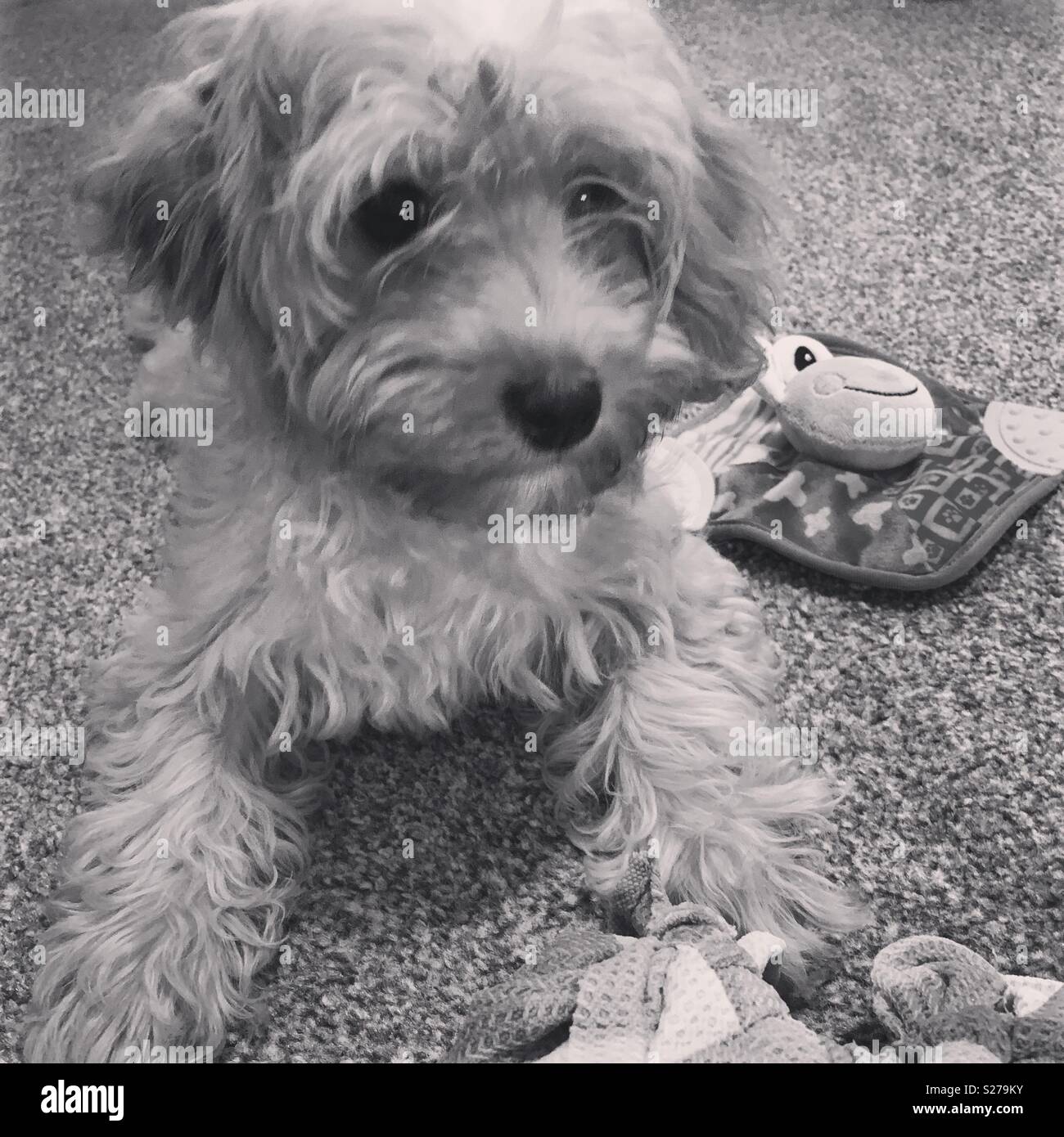 Cavapoo Puppy High Resolution Stock Photography and Images - Alamy