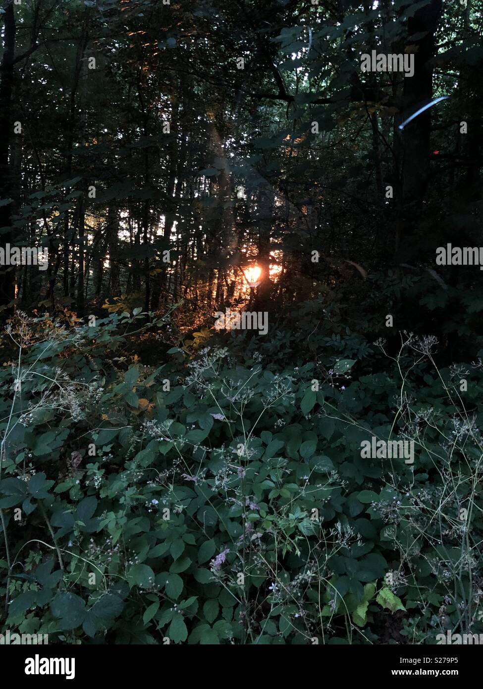 Sunset in the Woods Stock Photo - Alamy