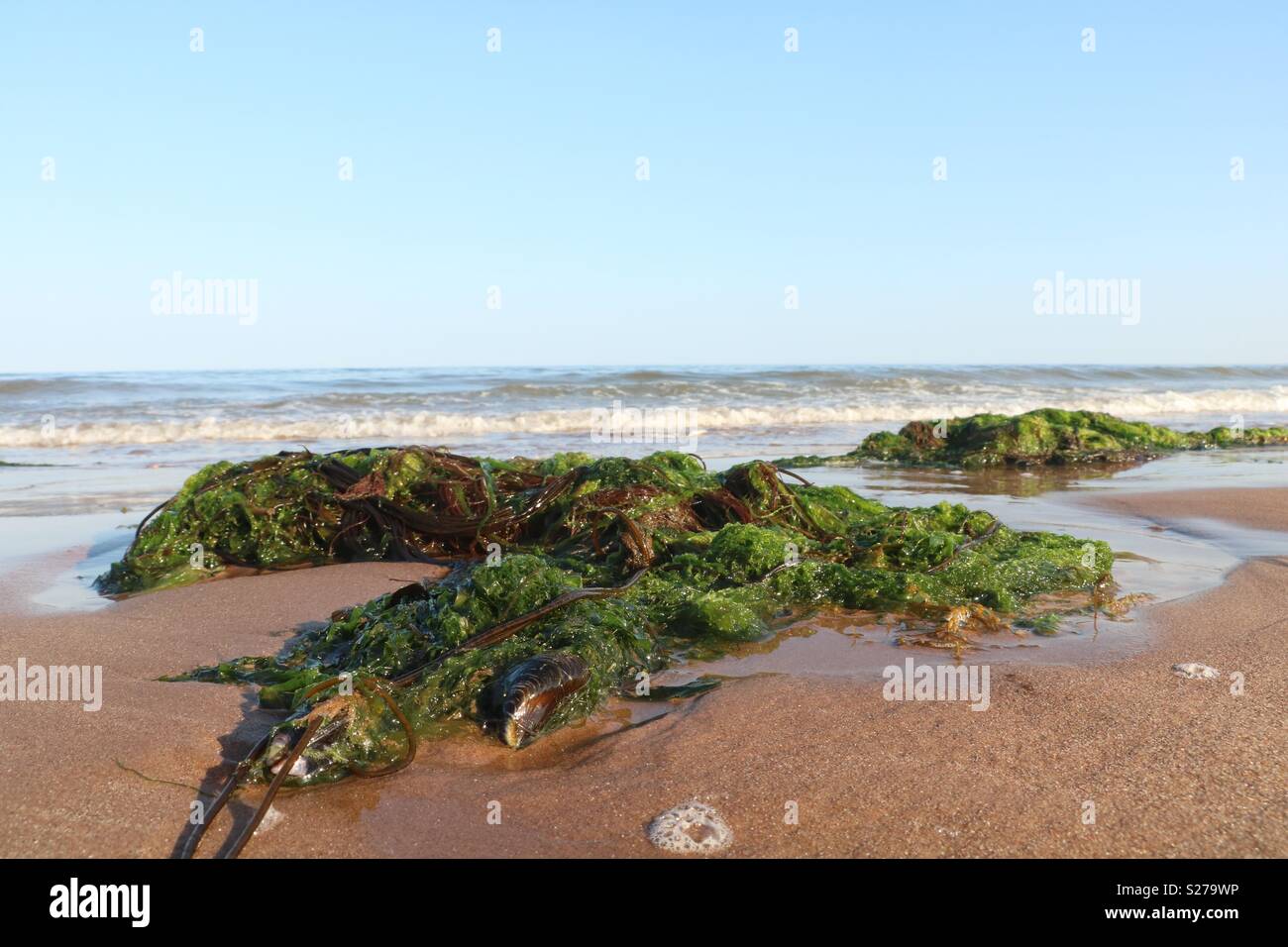Weather seaweed hi-res stock photography and images - Alamy