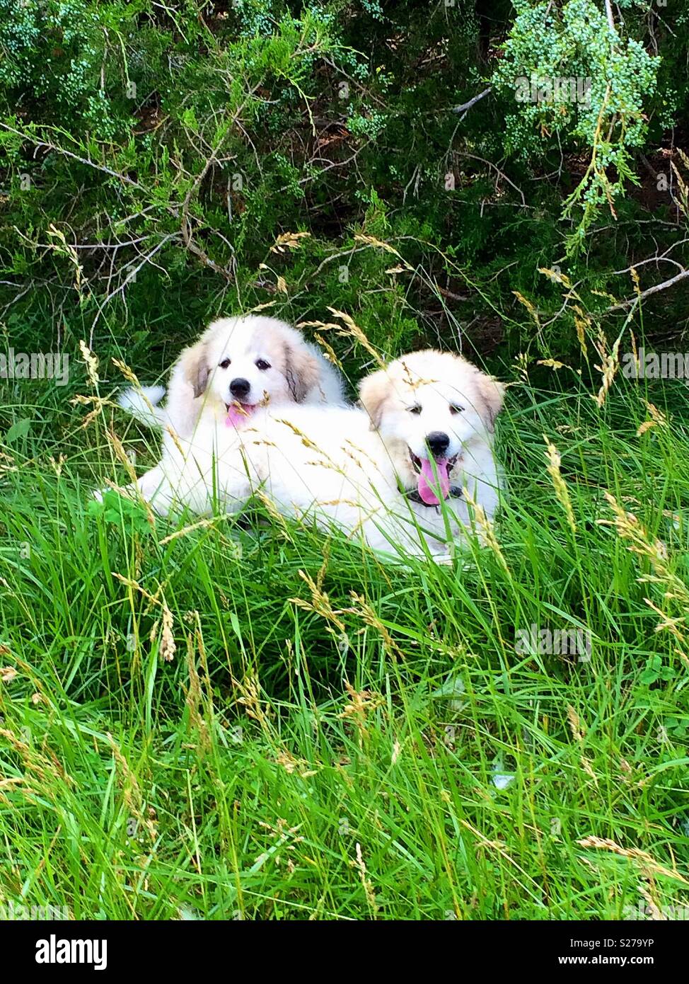 Great Pyrenees Dogs Stock Photos & Great Pyrenees Dogs Stock Images - Alamy
