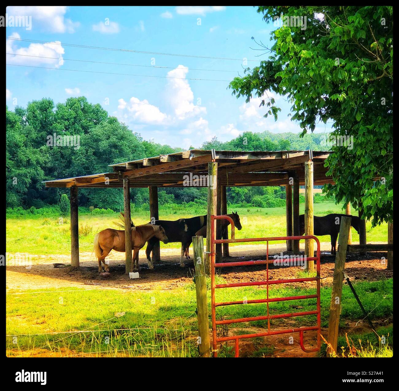 Horses in corral hi-res stock photography and images - Alamy