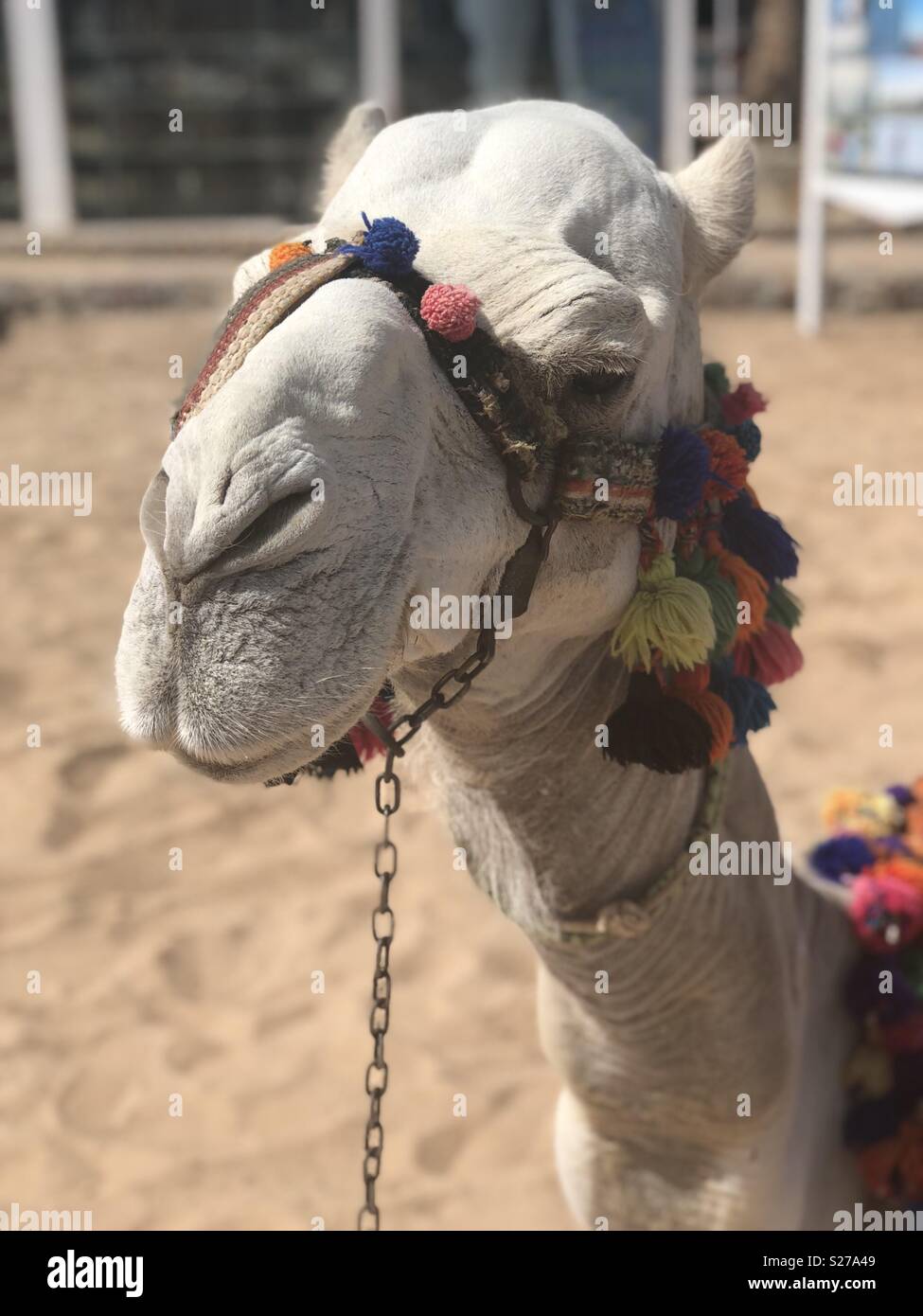 Red sea beach camel hi-res stock photography and images - Alamy