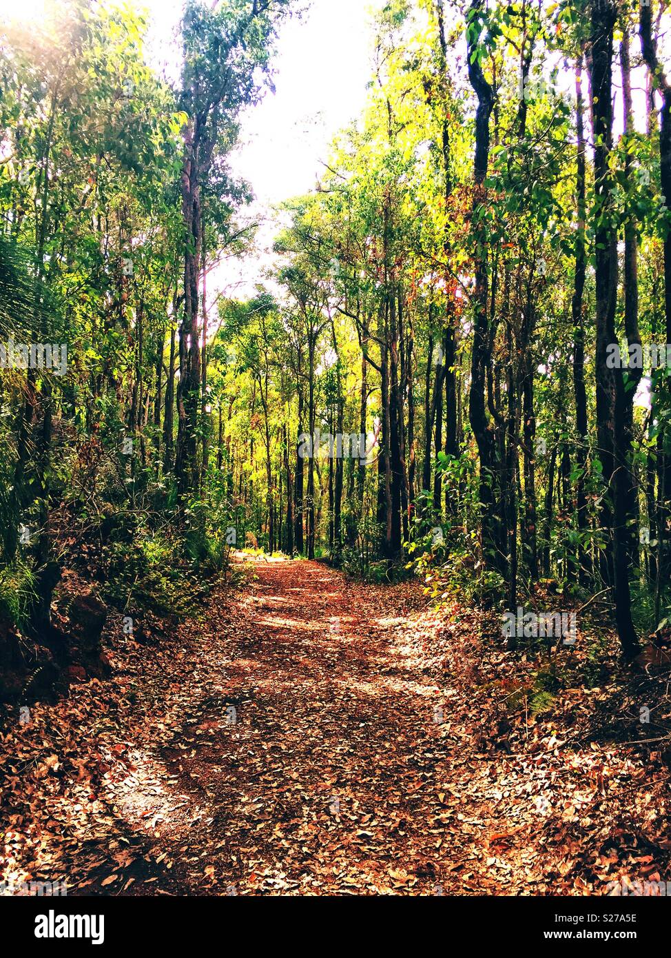 Bush hiking path Stock Photo - Alamy