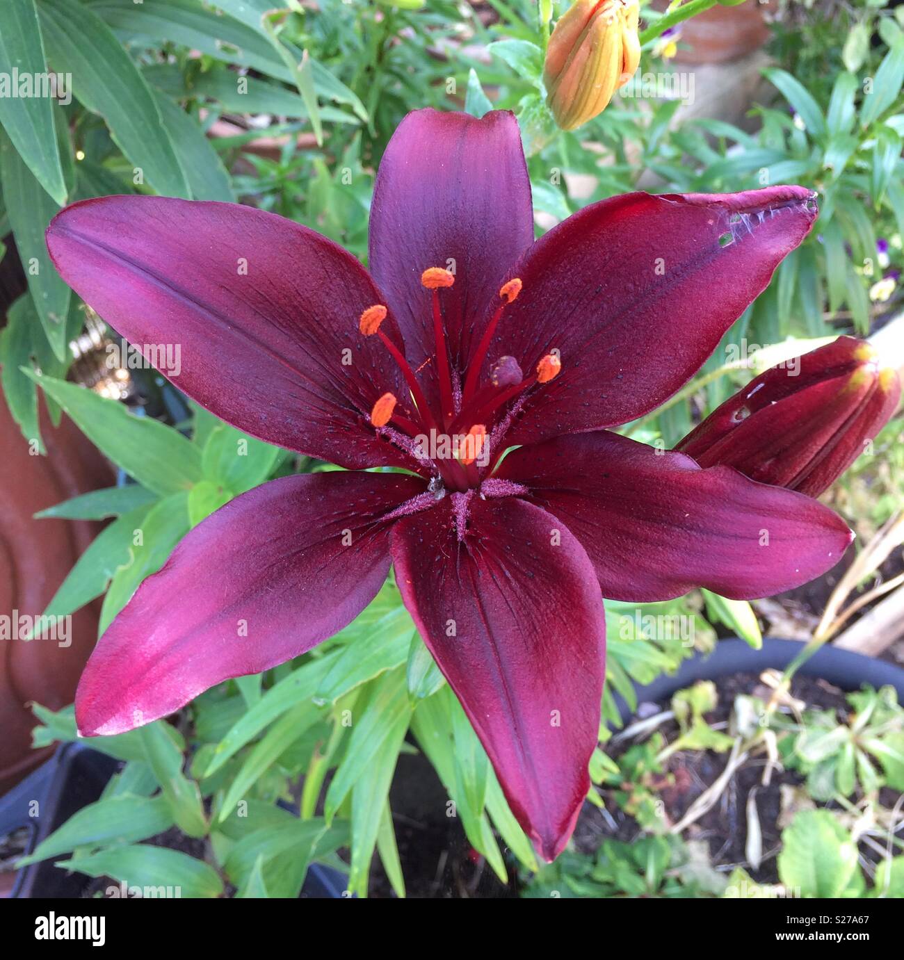 Dark purple lily hi-res stock photography and images - Alamy