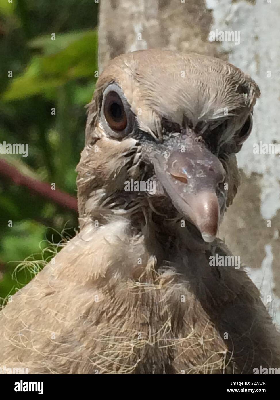Baby pigeon hi-res stock photography and images - Alamy