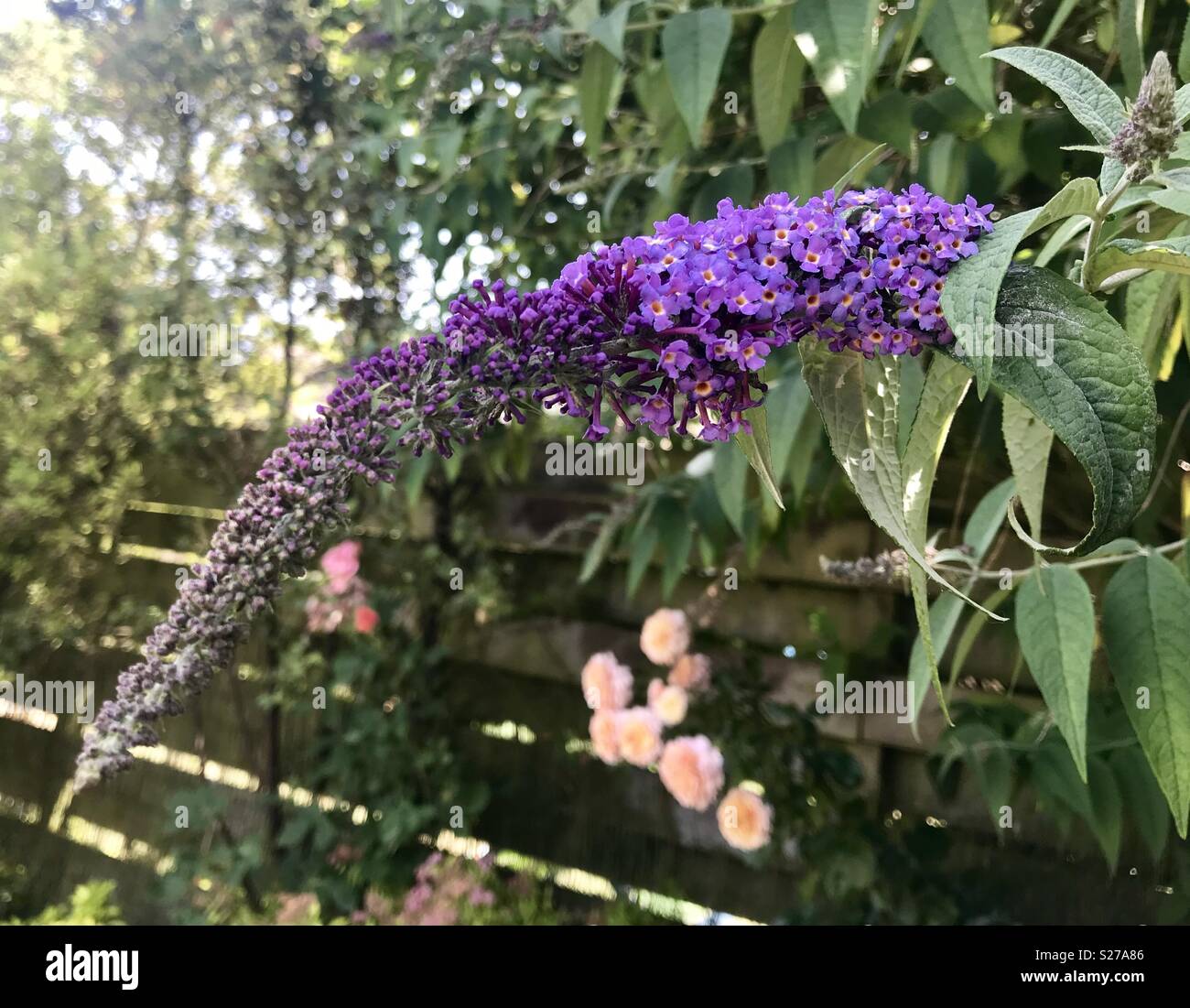 Buddleia coming into flower hi-res stock photography and images - Alamy