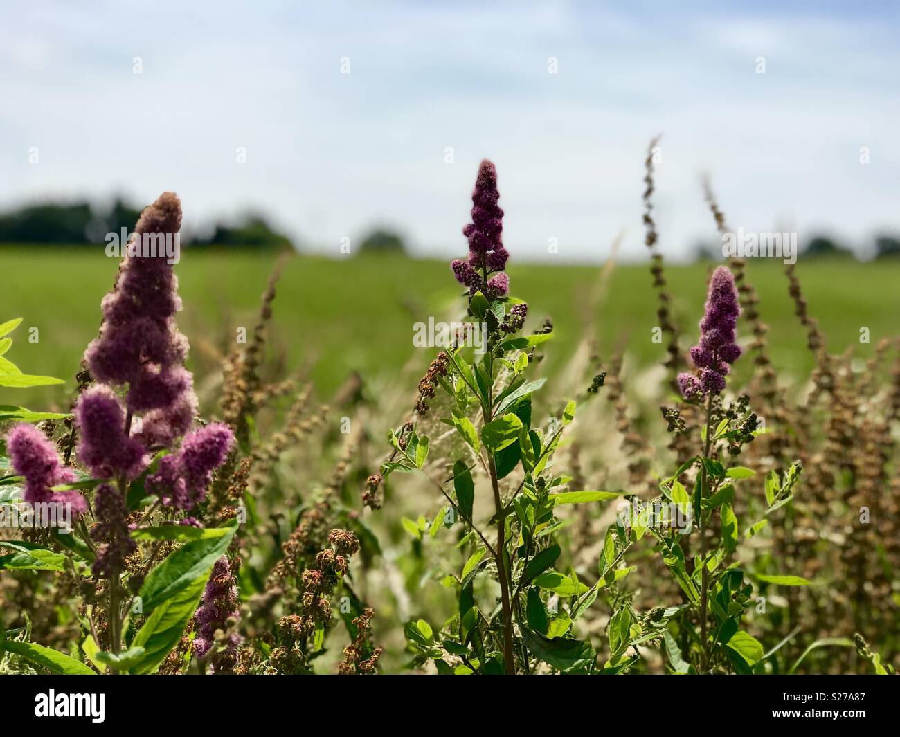 Summer colour hi-res stock photography and images - Alamy