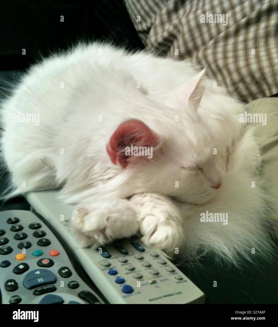 Cat In charge of remote control Stock Photo - Alamy