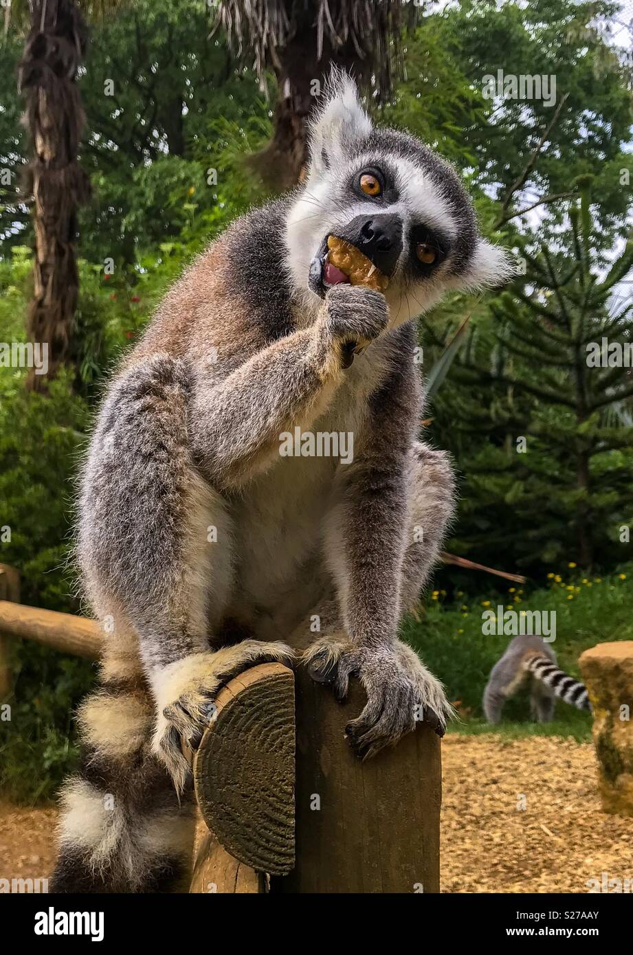 Feeding lemur hi-res stock photography and images - Alamy