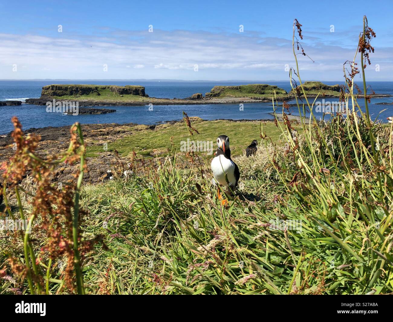 Lunga scotland hi-res stock photography and images - Alamy