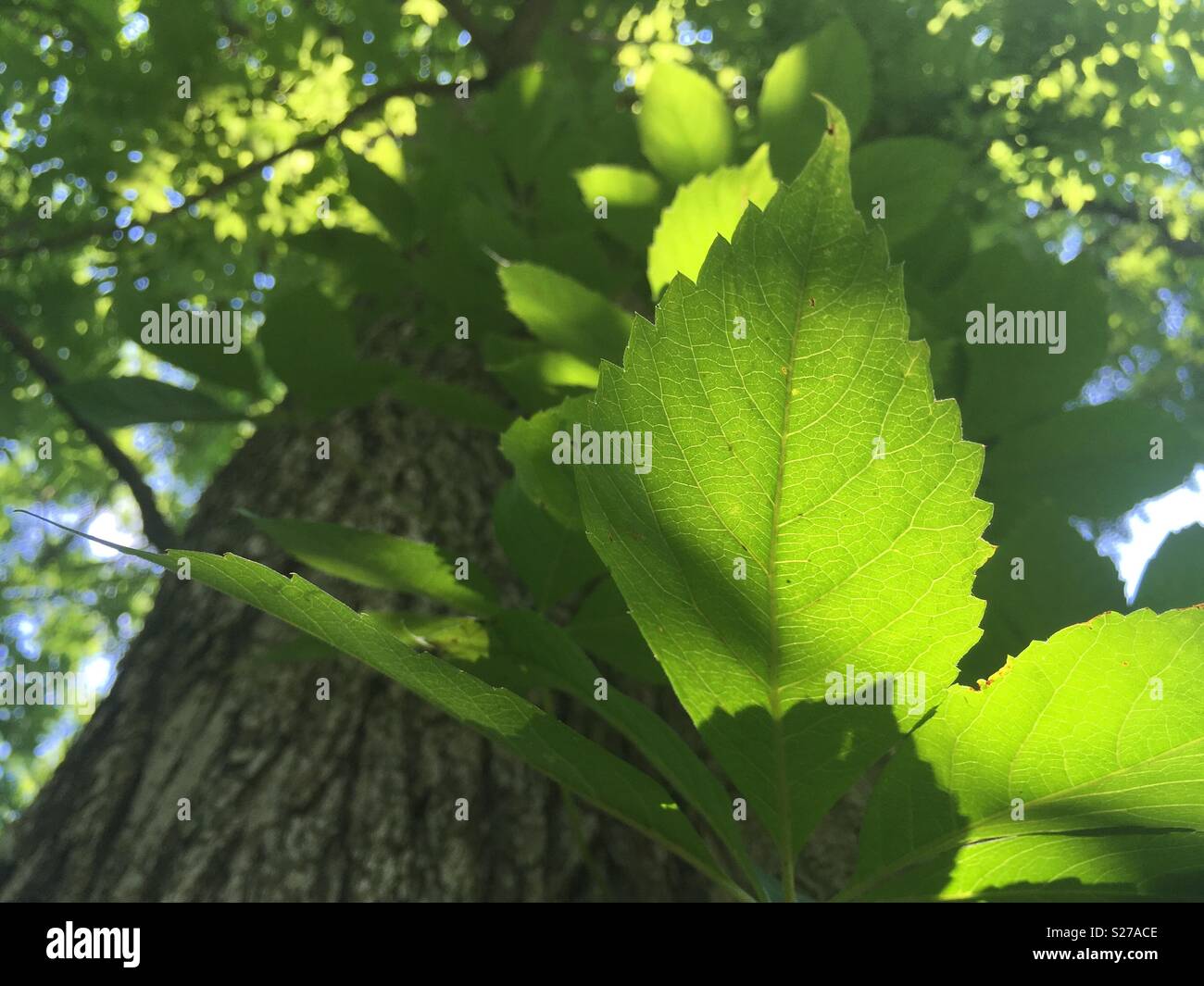 Creeper leaf hi-res stock photography and images - Alamy