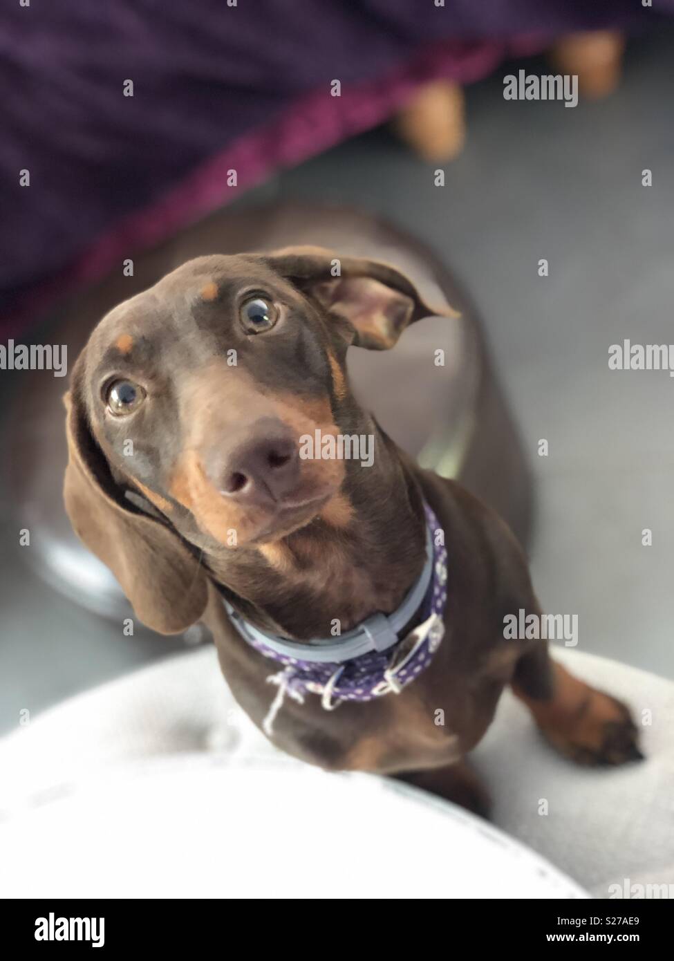Chocolate dachshund hi-res stock photography and images - Alamy