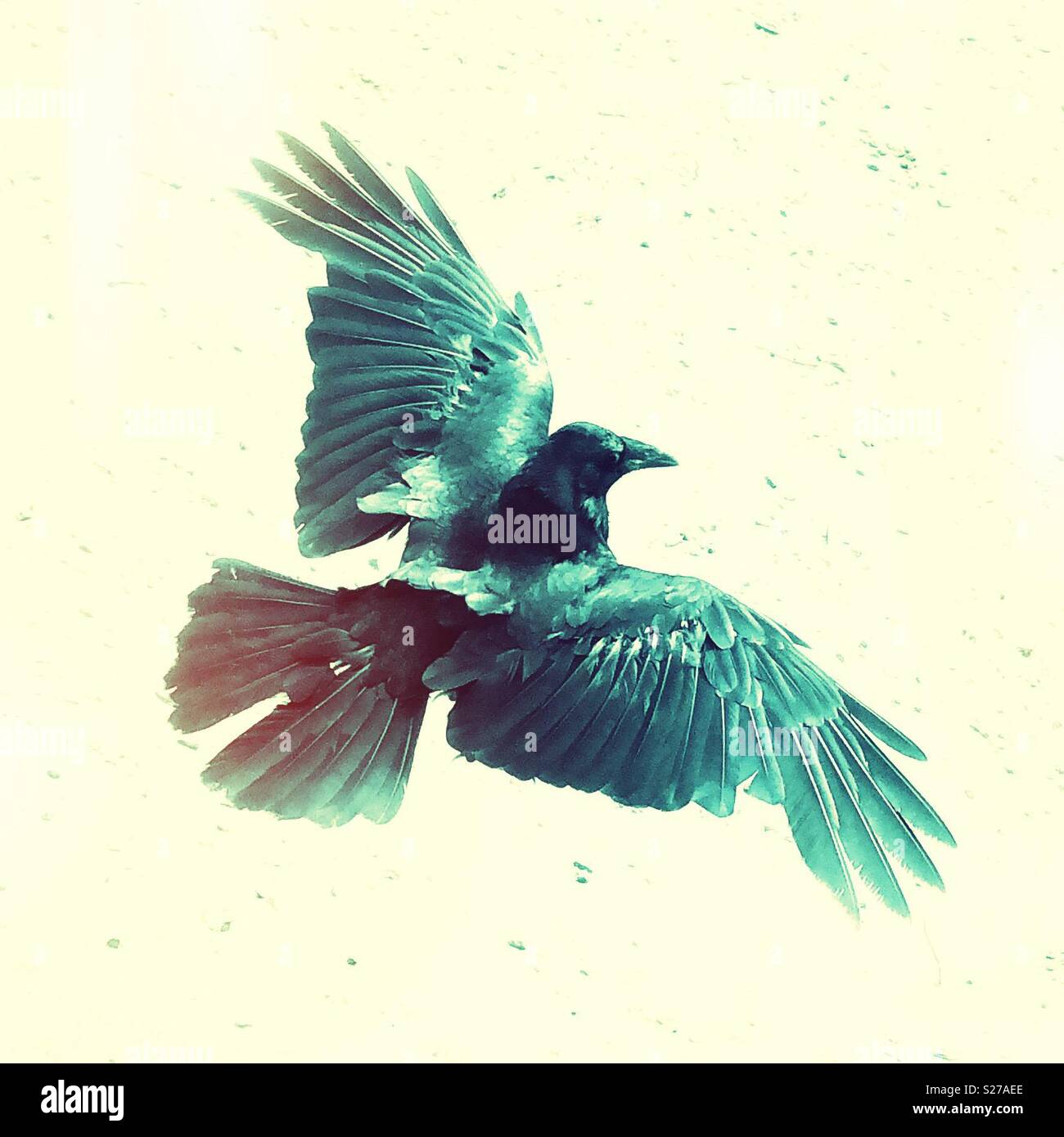 Green raven airborne above desert sands below Stock Photo - Alamy