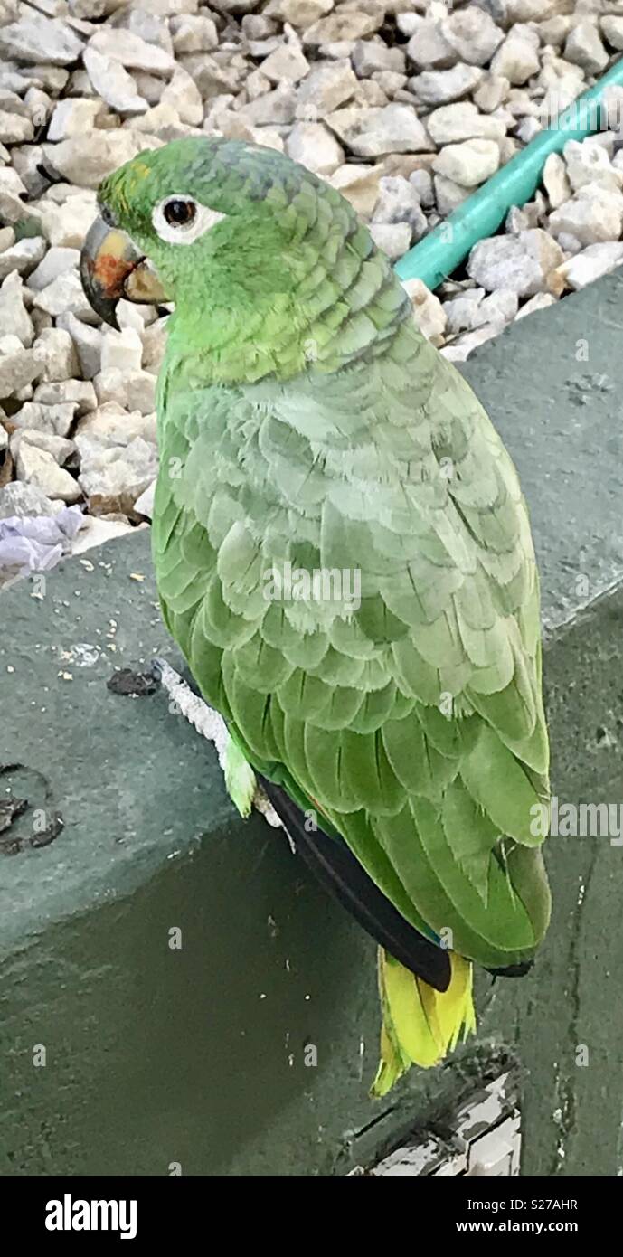 Green parrot. Cartagena cruise port. Colombia Stock Photo - Alamy