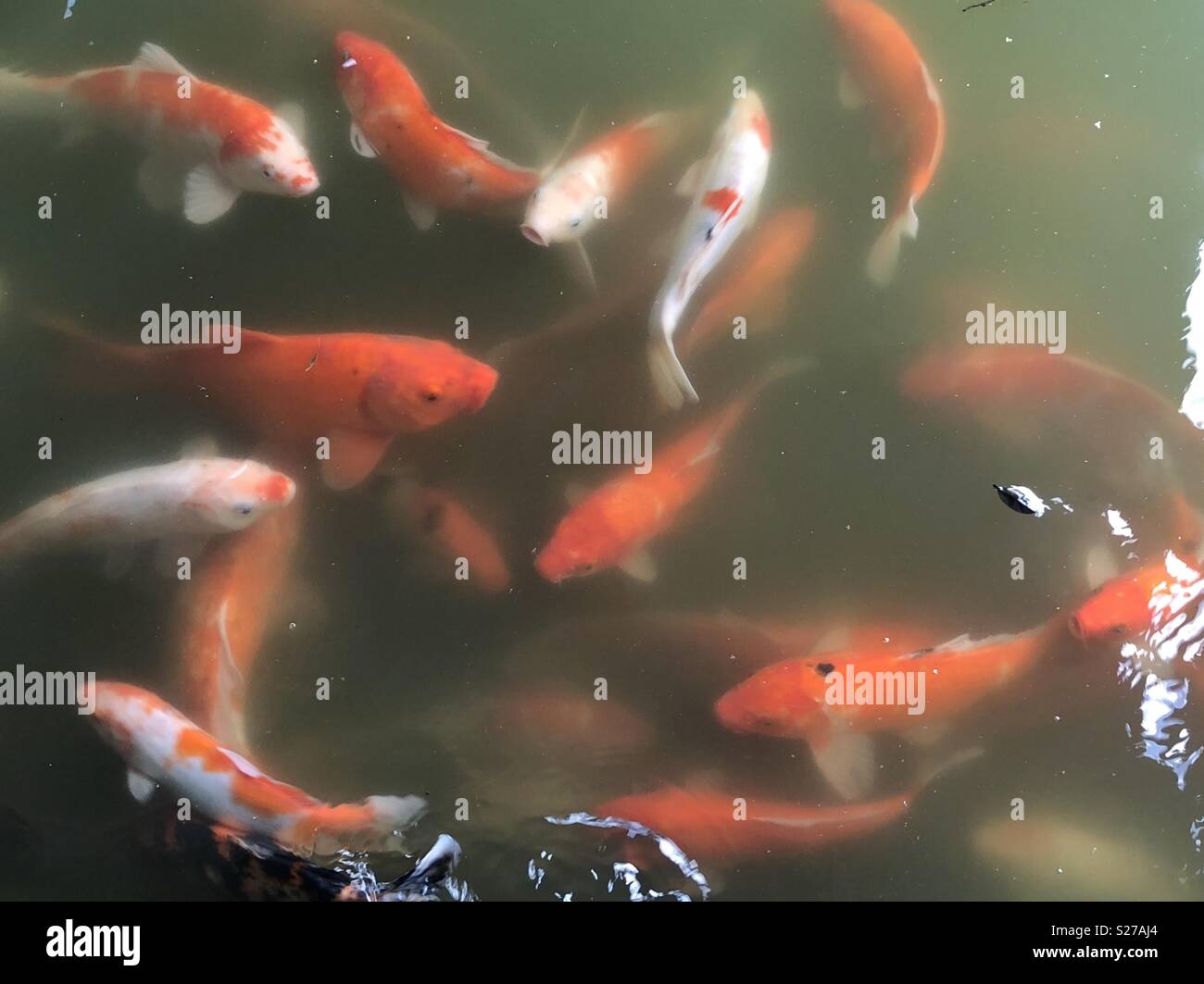 Fish in pond Stock Photo - Alamy