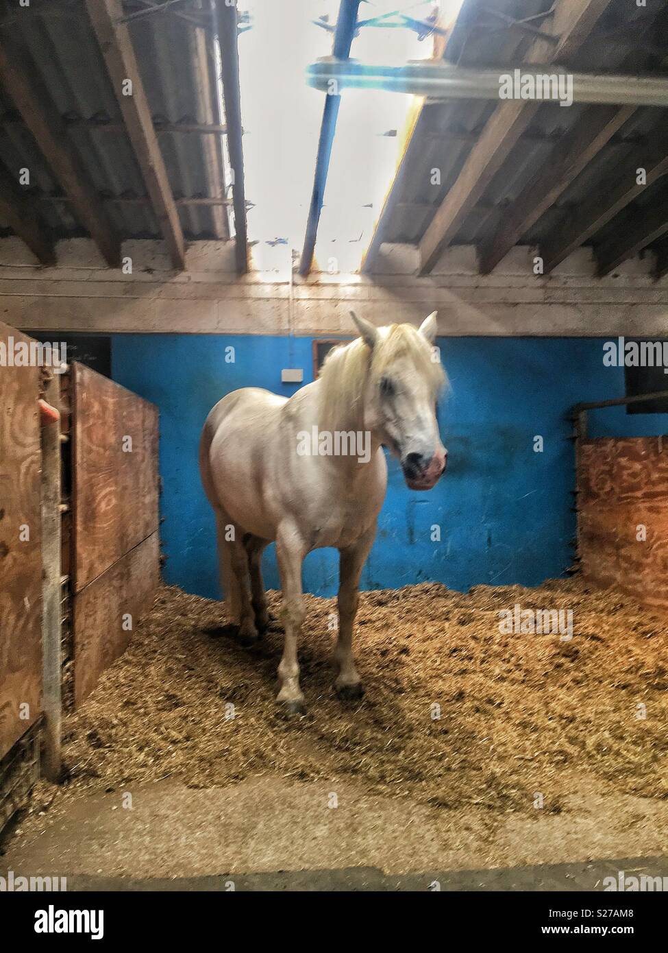 Stabel High Resolution Stock Photography and Images - Alamy