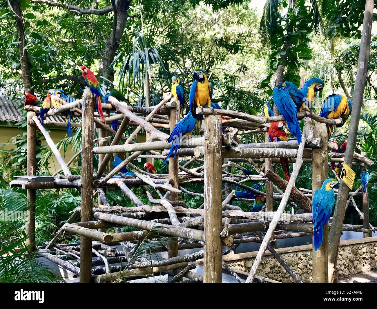 Parrots Of Colombia High Resolution Stock Photography and Images - Alamy