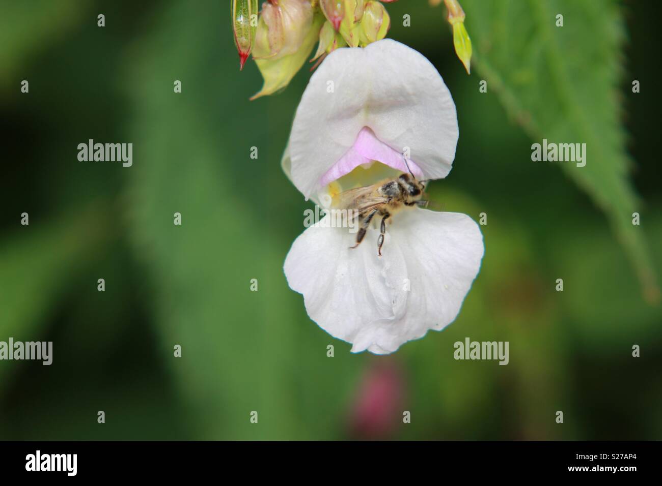 Himalayan balsam bee hi-res stock photography and images - Alamy