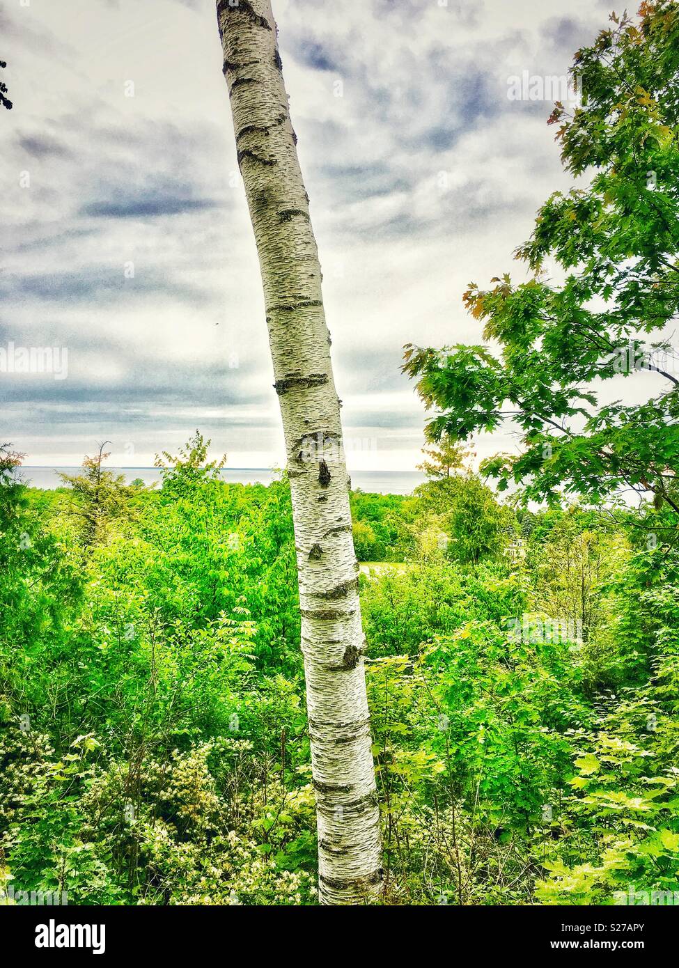 Birch tree in deciduous forest with cloudy sky and view of Lake ...