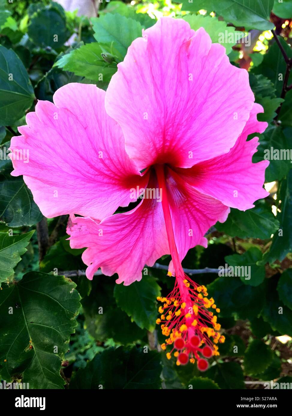 Hawaiian beautiful perfect pink hibiscus Stock Photo - Alamy