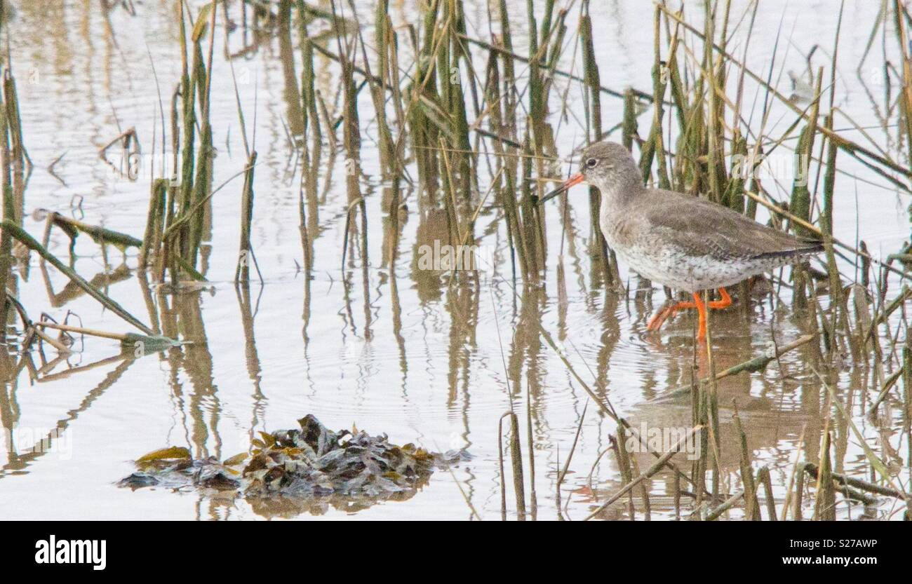 Red wading bird hi-res stock photography and images - Alamy