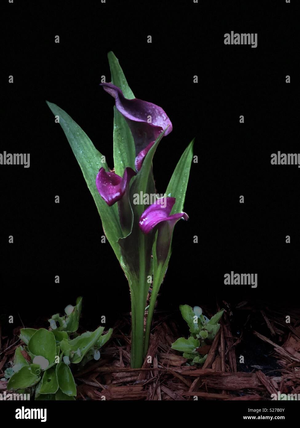 Purple Cala Lilly Stock Photo - Alamy
