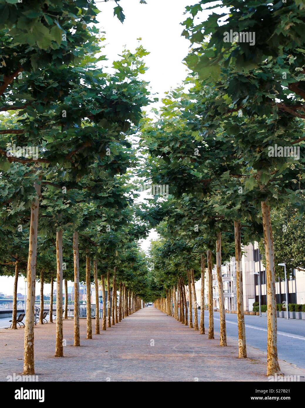 Line of symmetry hi-res stock photography and images - Alamy
